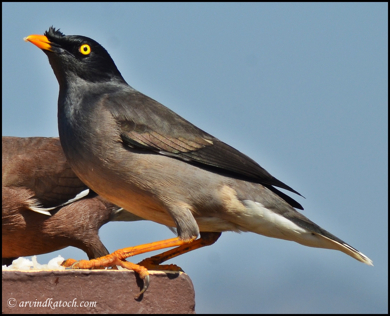 Jungle Myna Pictures and Detail (Acridotheres fuscus)