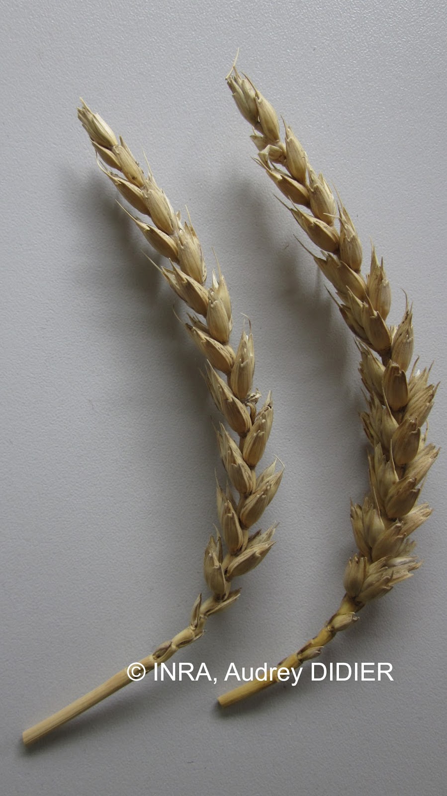 Ancient Wheat and Barley Trials: The Wheat Varieties of the First Fleet ...