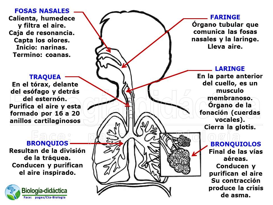 Biología didáctica: NSC 2° - Respiración Humana
