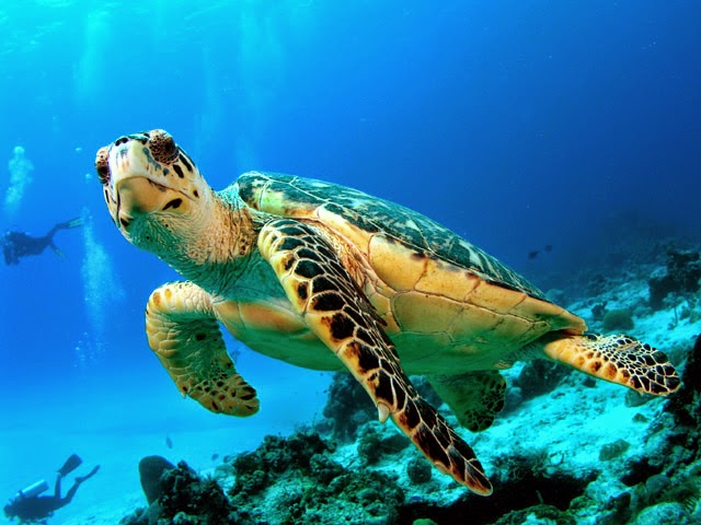 Rush360 Qatar: Qatar Turtle and Marine Watch!