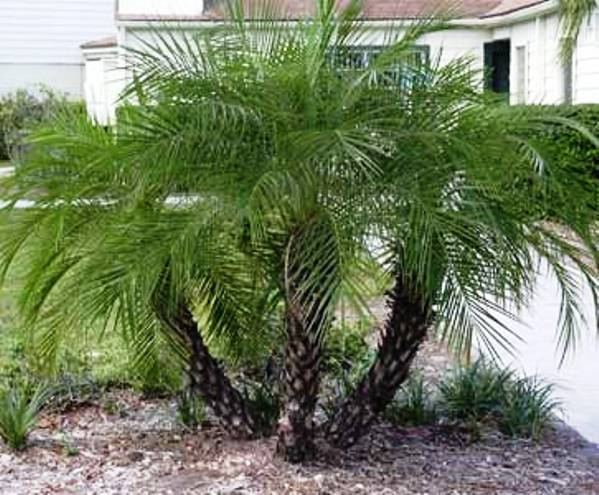 29 Jenis Tanaman yang Sering Dijadikan Penghias Taman - HONAY LANDSCAPE