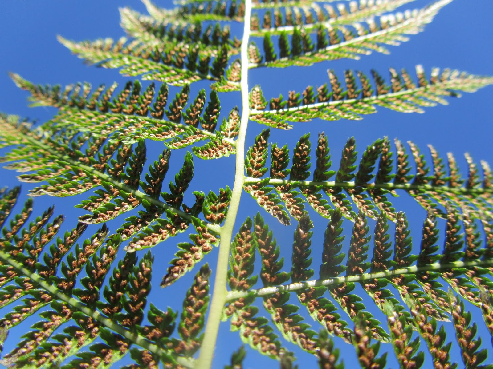 Cosa Sono le Felci? Che Caratteristiche Hanno? | Il Gusto Della Natura