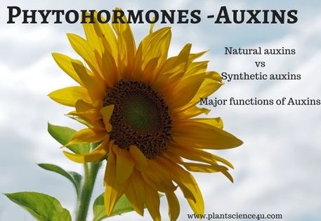 Two Types of Auxins and Physiological Role of Auxins