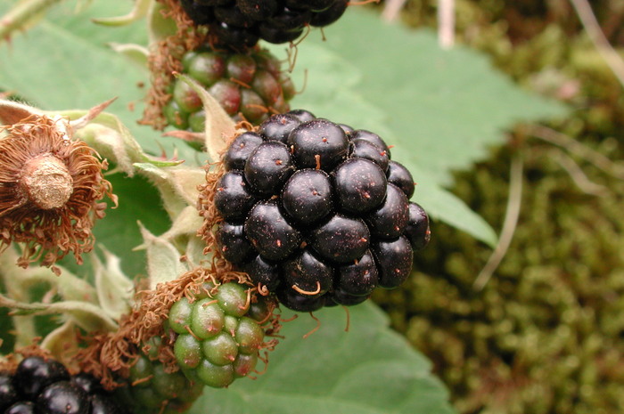 Escorniflaire: Que no ens donin aranyons per nabius!