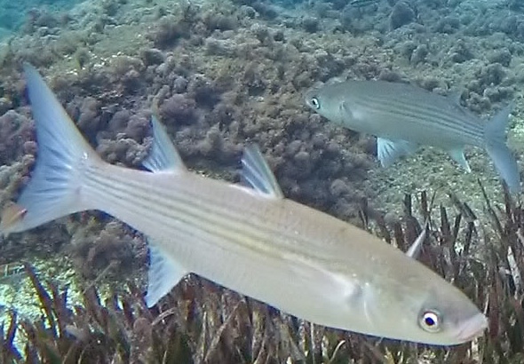 Il Grande Giano: CEFALO ( MUGGINE)