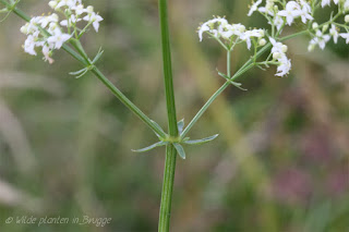 Wilde planten in Brugge: Glad walstro