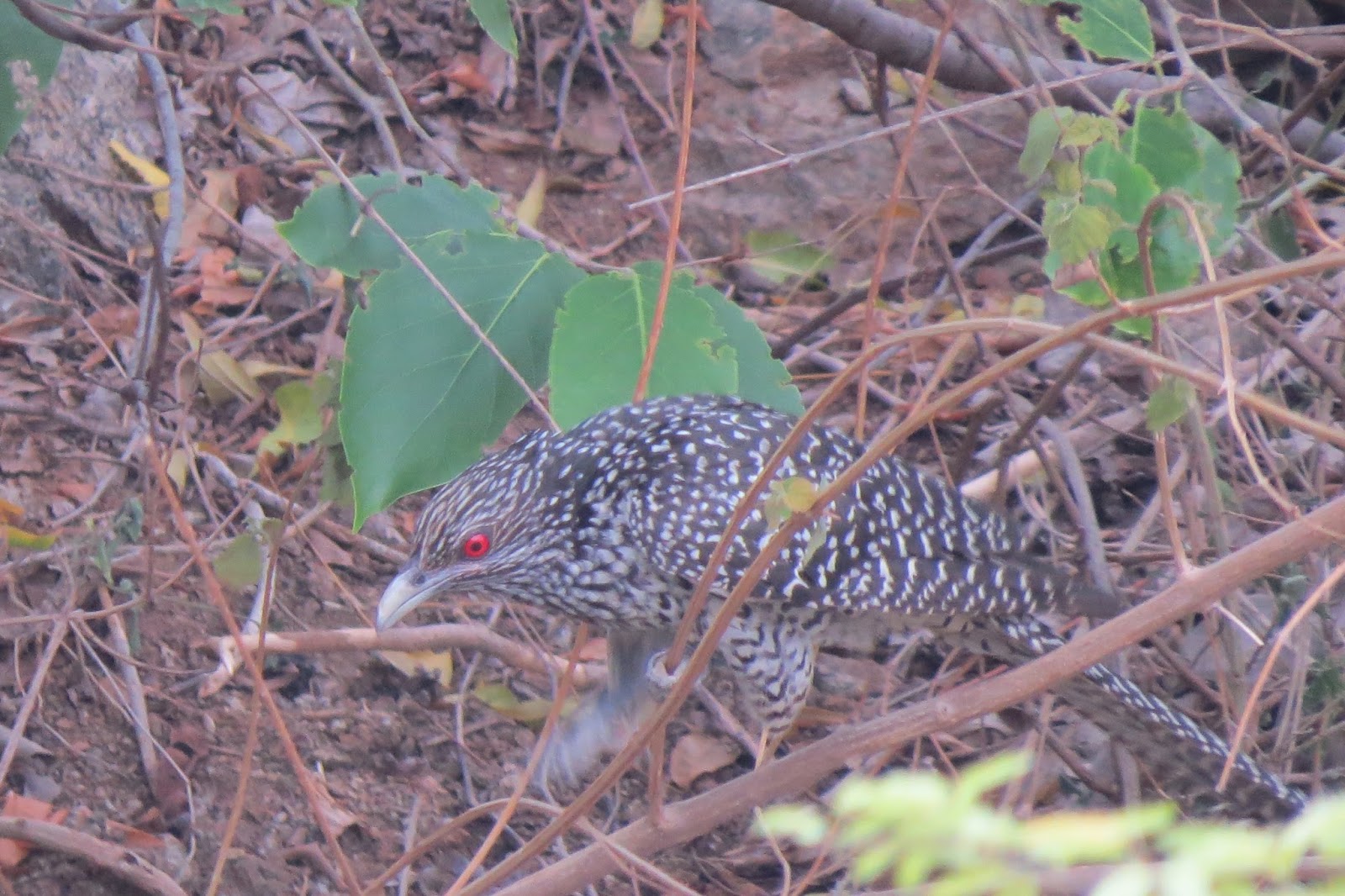 KOTHUKAADU - Beyond Birding