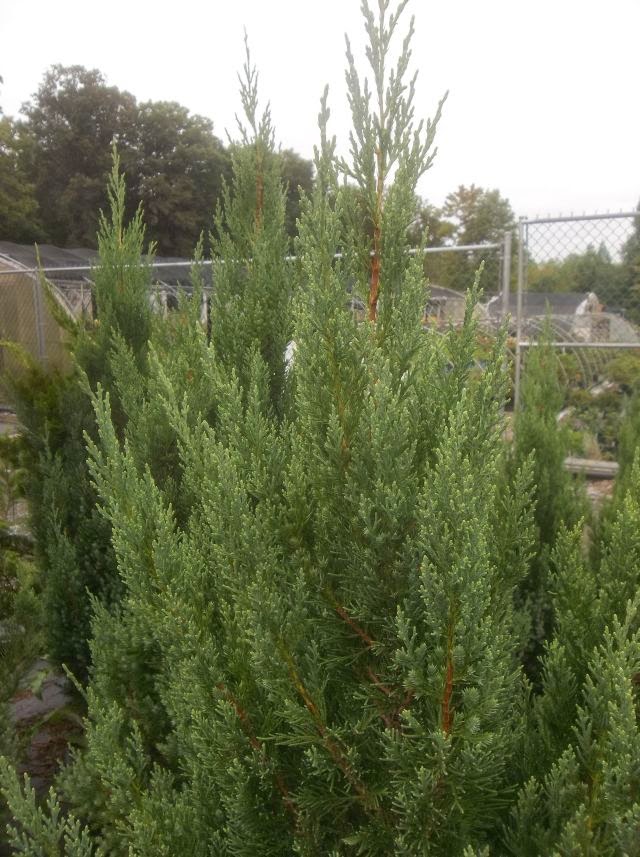 Future Plants by Randy Stewart: Junipers for all Landscapes
