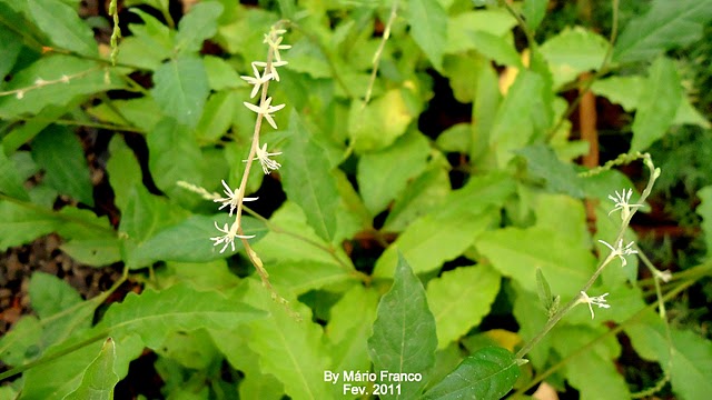 Meu Cantinho Verde: GUINÉ - ( Petiveria foetida W. Salisb )