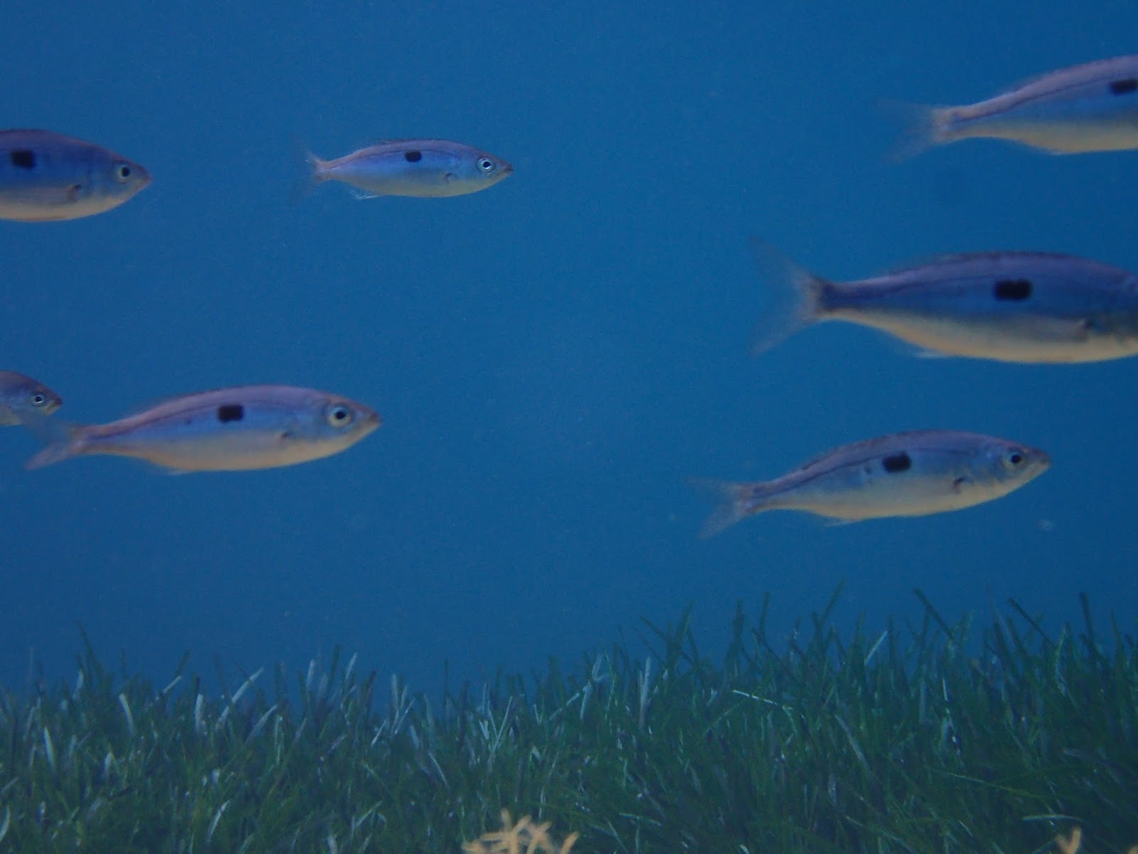 Biodiversity of Cyprus by NGO Protection of the Natural Heritage and ...