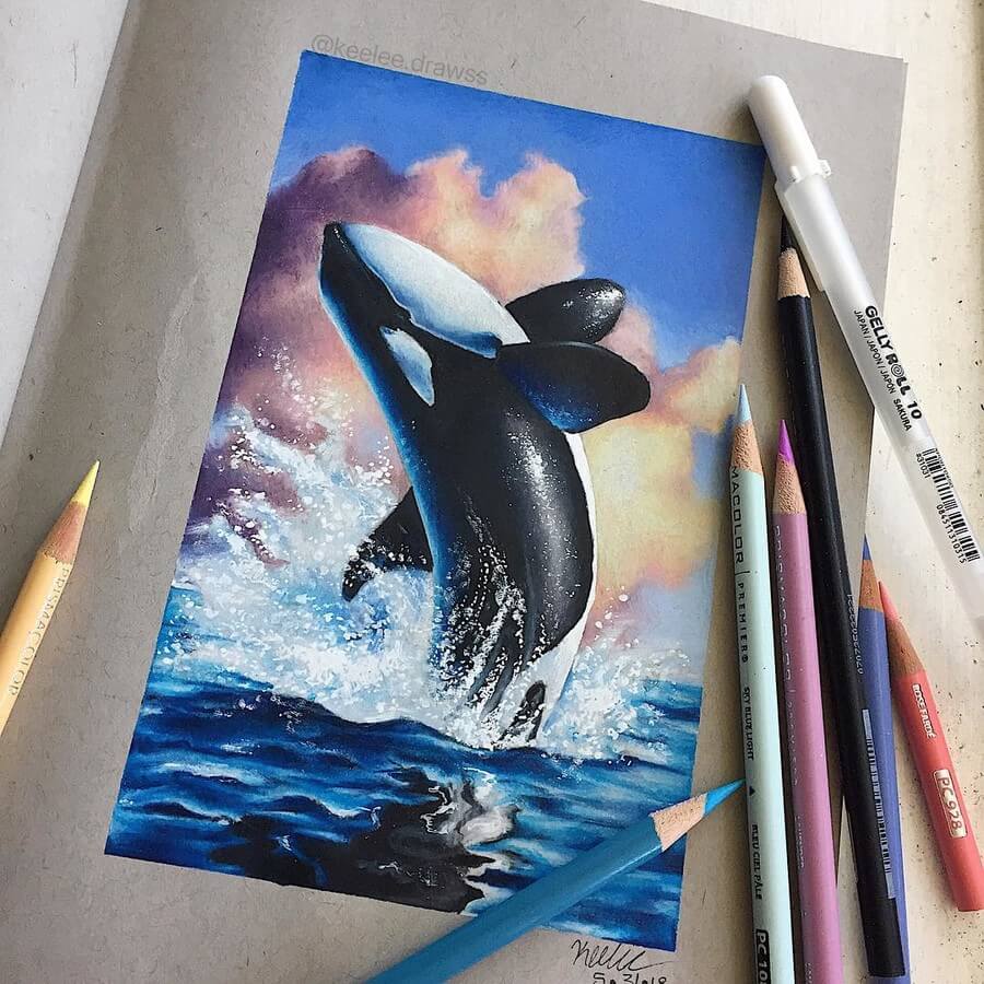 Orca Pencil Drawing