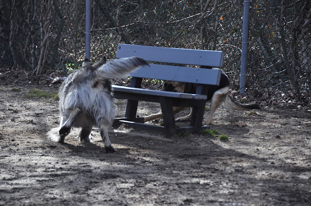 Cooper's Shiloh Shepherd Blog