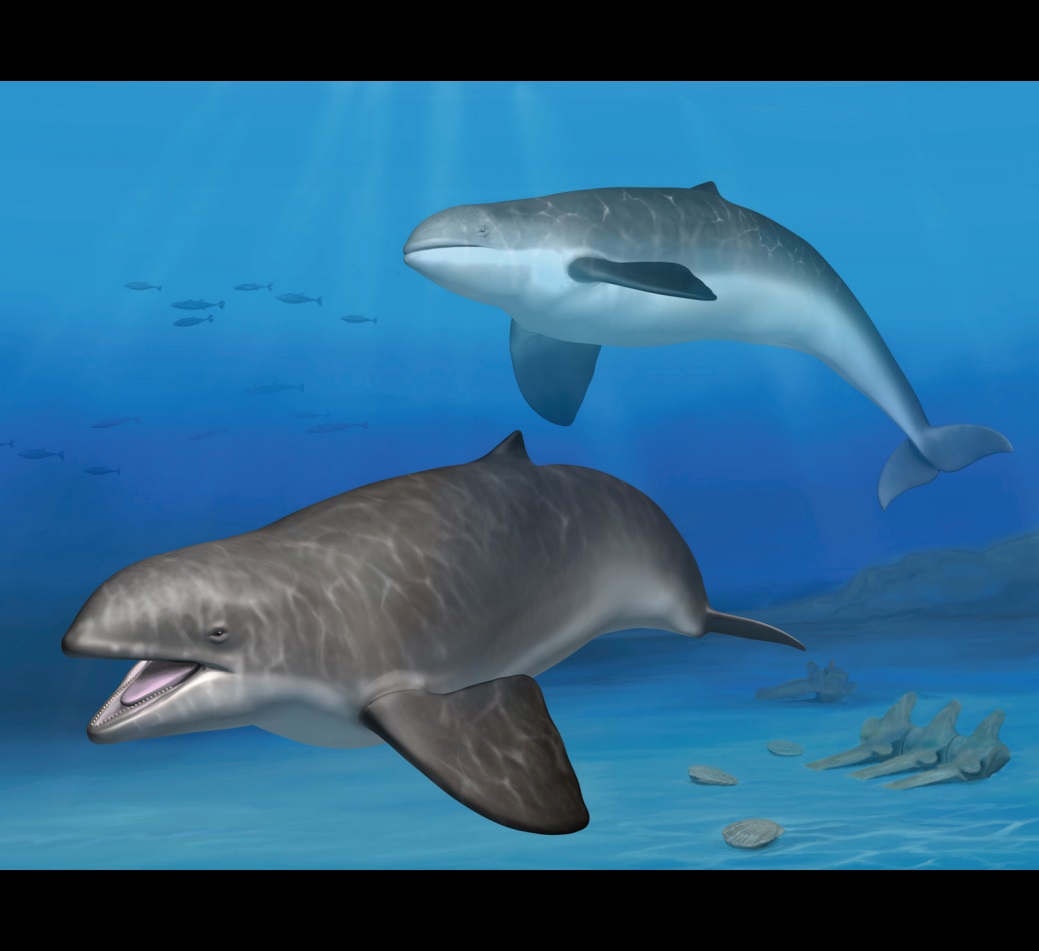 Species New to Science: [PaleoMammalogy • 2016] A New Skull of the ...