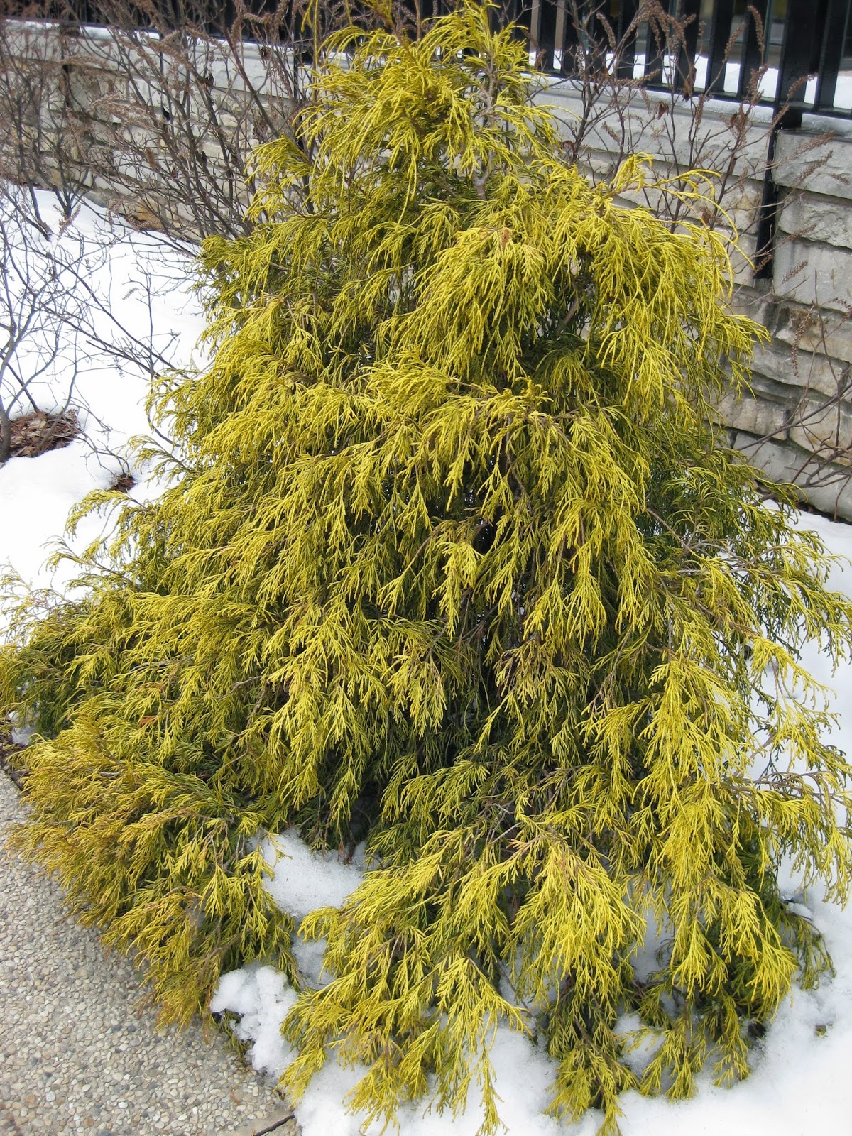 Golden Conifers in Winter - Rotary Botanical Gardens