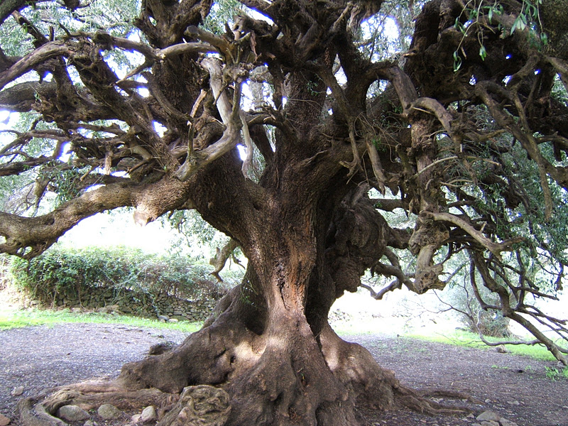 Cagliari in Verde: Olivo, Olivastro e Fillirea