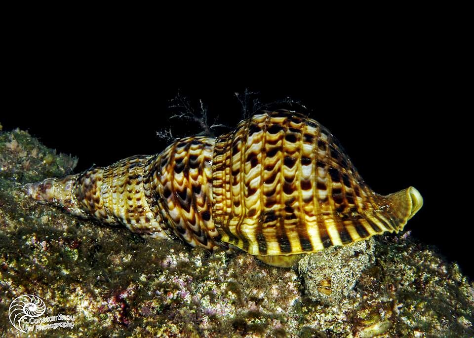 Biodiversity of Cyprus by NGO Protection of the Natural Heritage and ...