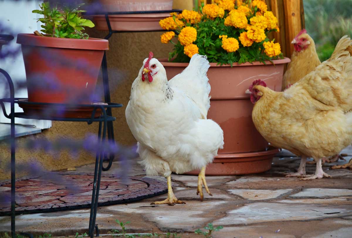 The 7MSN Ranch: Los Pollos Hermanas