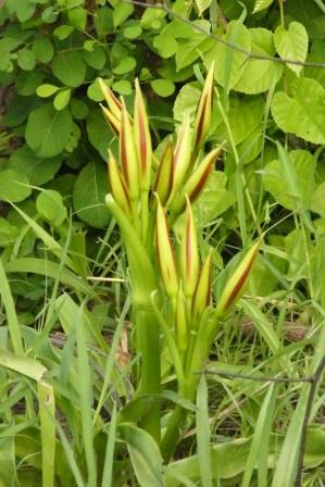 Ghana outdoors: Bush flora