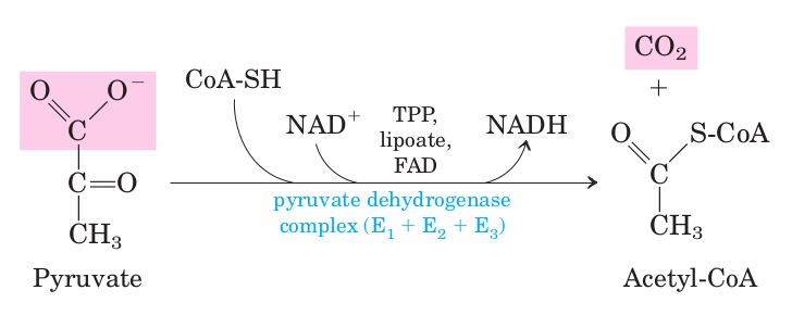 Destinos del Piruvato