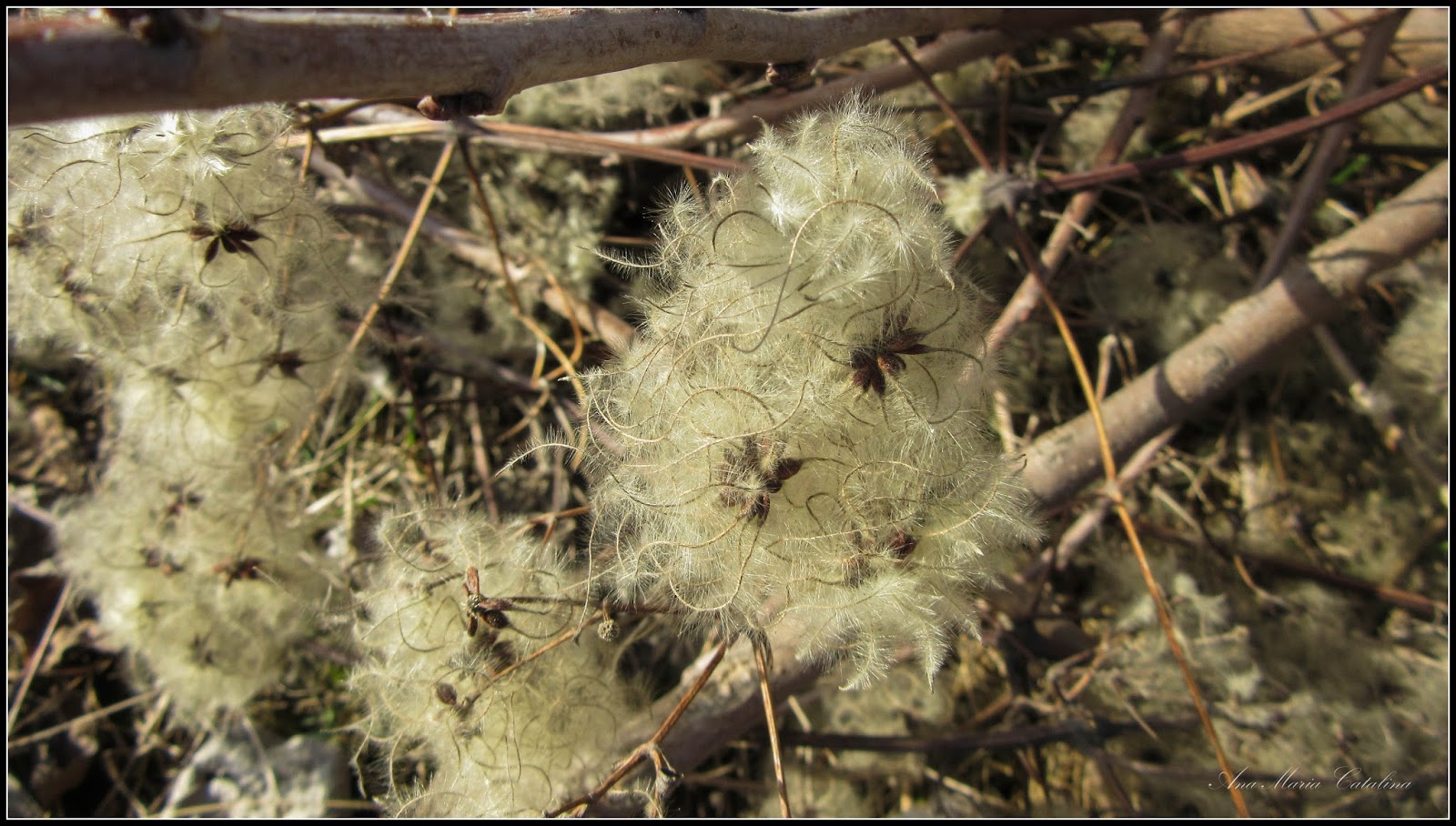 Lumea văzută din Turda: Curpen de pădure (Clematis vitalba)