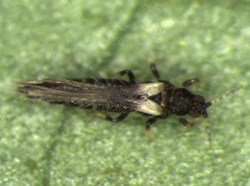 Homo agricola: Echinotrips americanus