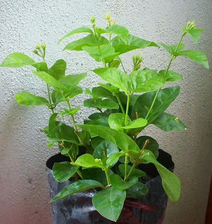 Semua Menjadi: Pokok Markisa, Senduduk Putih dan Melur untuk DiJUAL