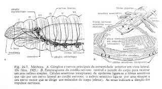 Super Nova Ciência: Filo Annelida - Anelídeos