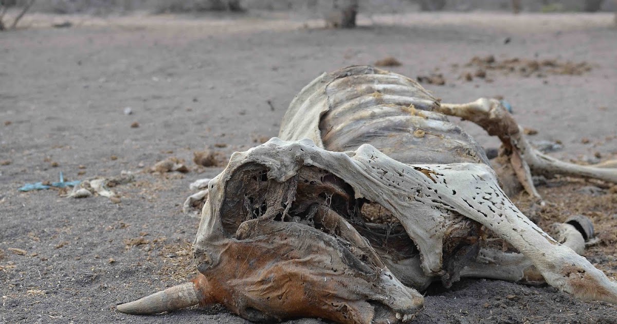 Bury My Blackberry in Africa: Dadaab is a very difficult place to get to