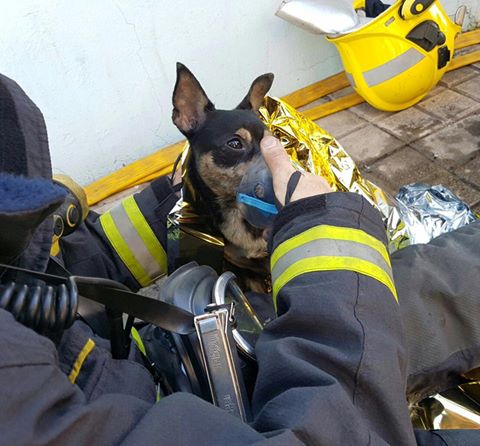 Rescatan a este perro del incendio en una vivienda de Sardina.