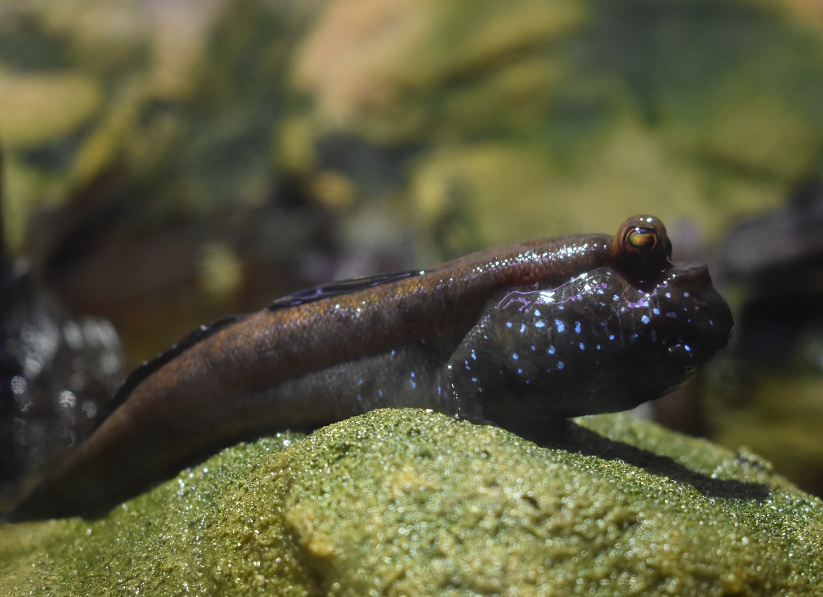 ZOOTOGRAFIANDO (6.100 ANIMALS): SALTARÍN DEL FANGO ATLÁNTICO / ATLANTIC ...
