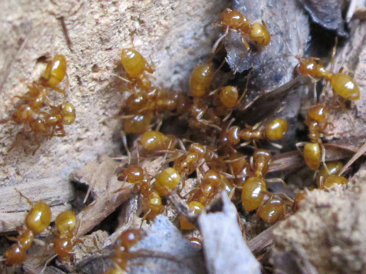 Blue Jay Barrens: Ant Swarm