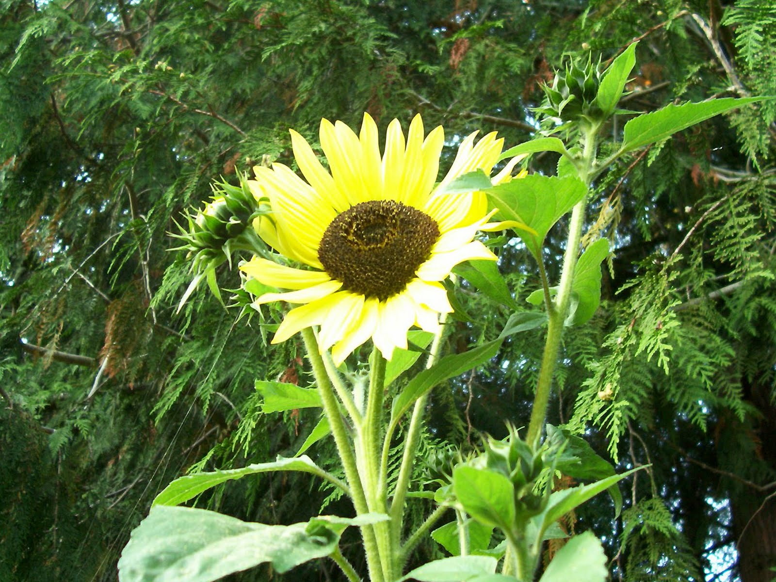 Flourishes and Bling: Sunflower Love!