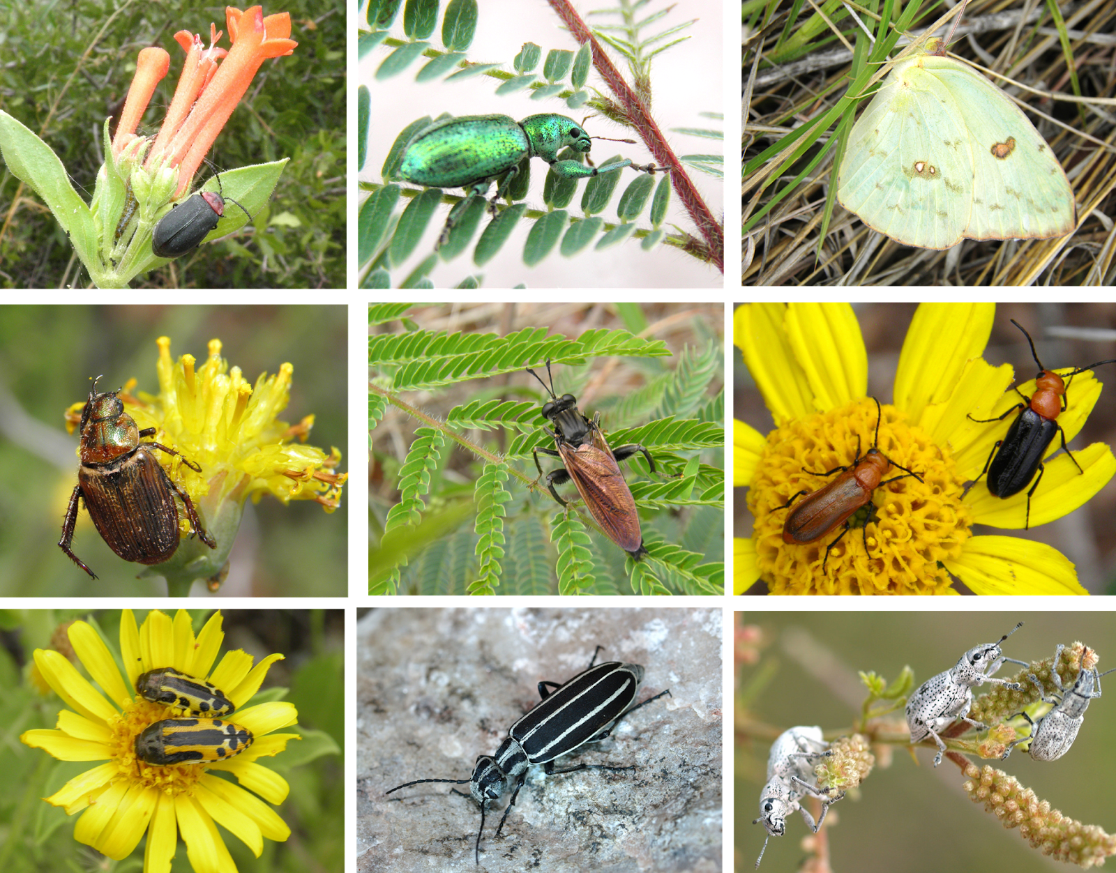 Arizona: Beetles, Bugs, Birds and more: August 2016