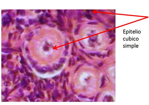 atlas de histología: TEJIDO EPITELIAL
