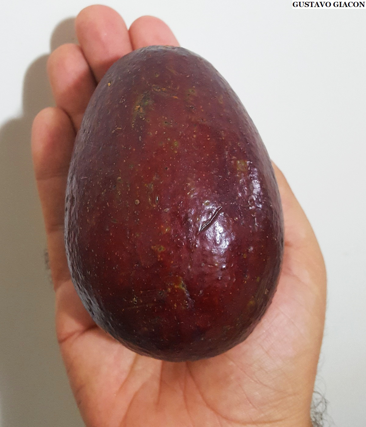 Blog do Viveirista: Abacate Roxo ( Persea americana )