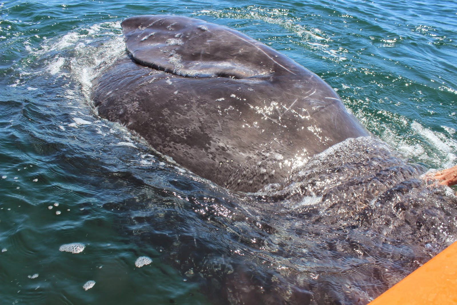 The Pacific Gray Whales Of Baja – Kristy McCaffrey