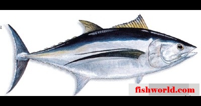 Types of Tuna | FISH WORLDs.com