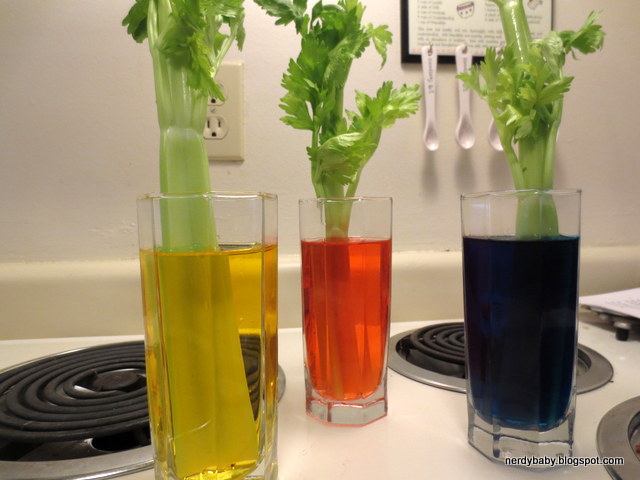 Nerdy Science: Colored Celery Sticks