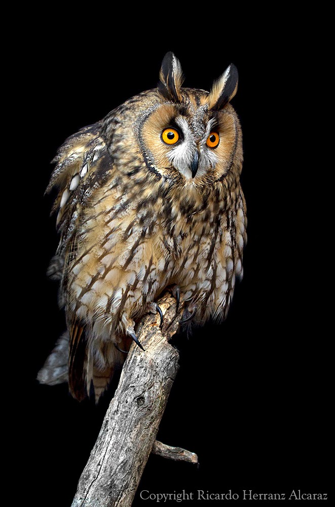 fotosricardo-h: BÚHO CHICO - Long-eared Owl
