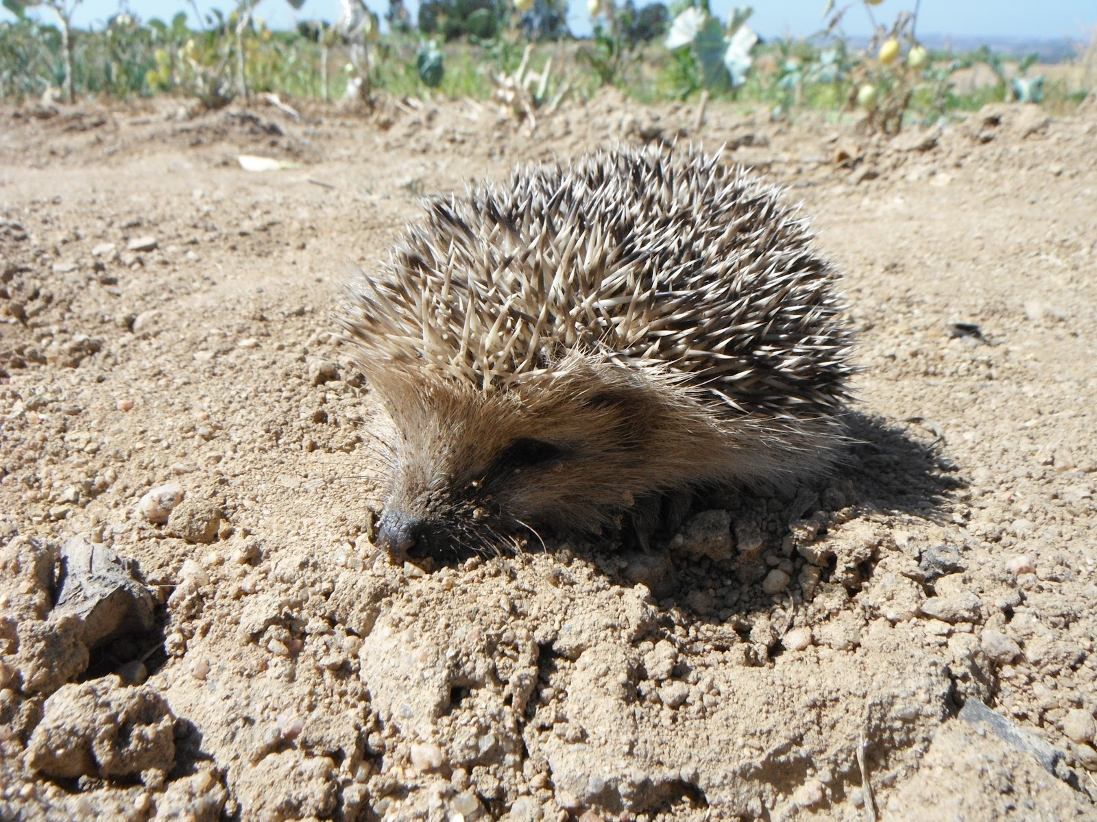 Faroleco: Visitantes: Ouriço Cacheiro