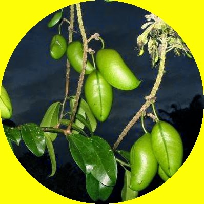 Griffonia simplicifolia: Efectos de la Griffonia y sus virtudes ...