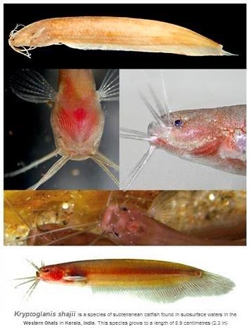 Species New to Science: [Ichthyology • 2014] Osteology of Kryptoglanis ...