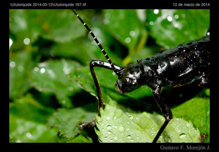 Ututos : "Los gentiles monstruos de la noche"