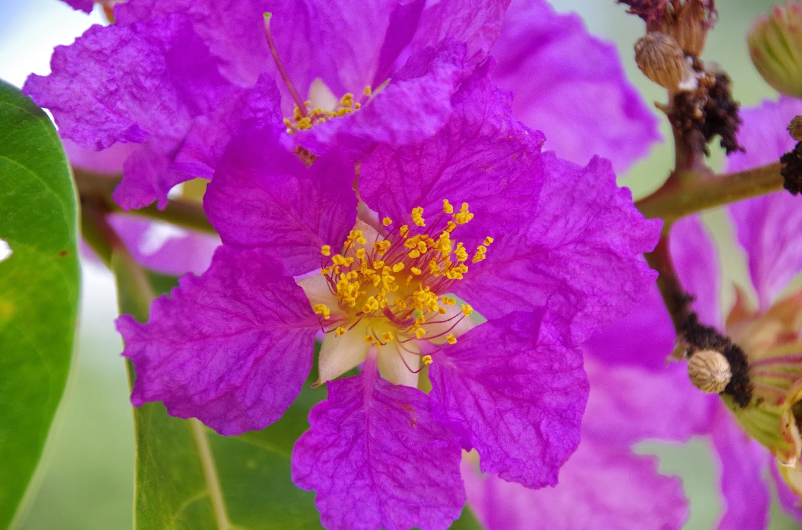 Trees and Plants: Queen Crape Myrtle (Lagerstroemia Speciosa)