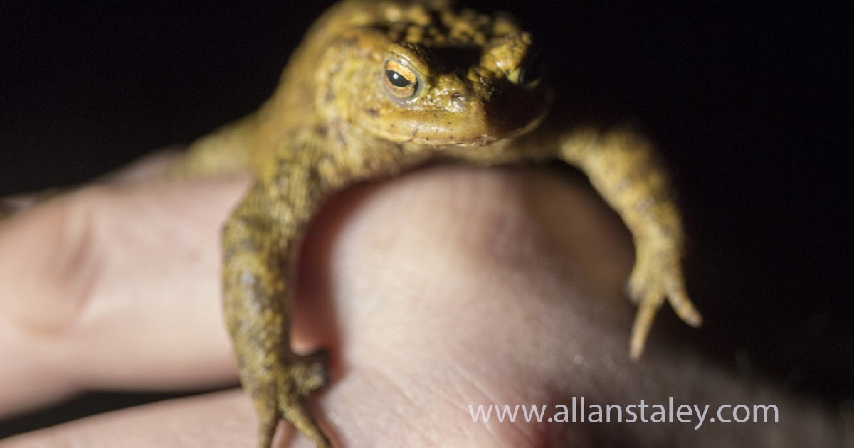 How did the toad cross the road.