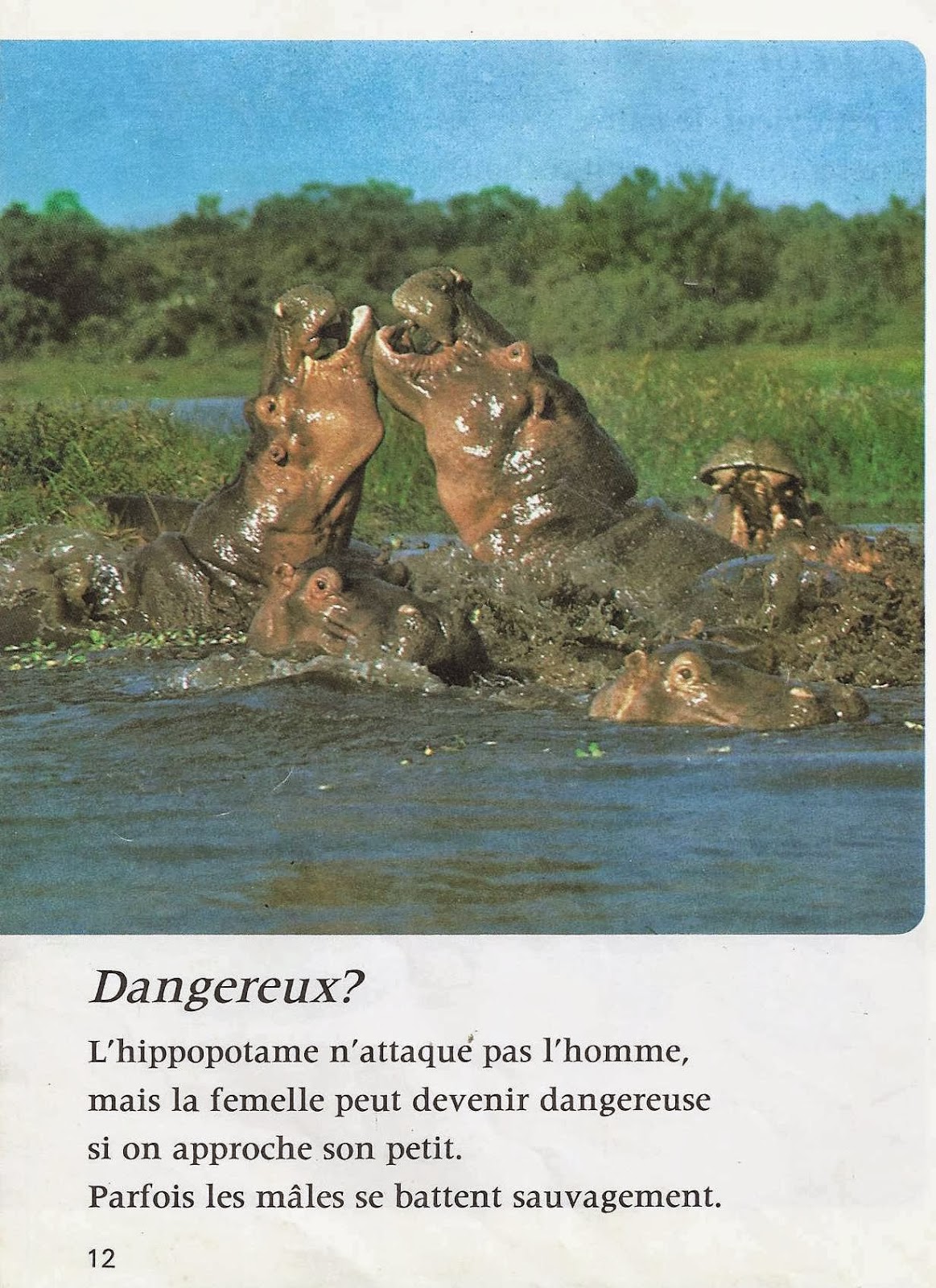 Leçons de choses: L'hippopotame