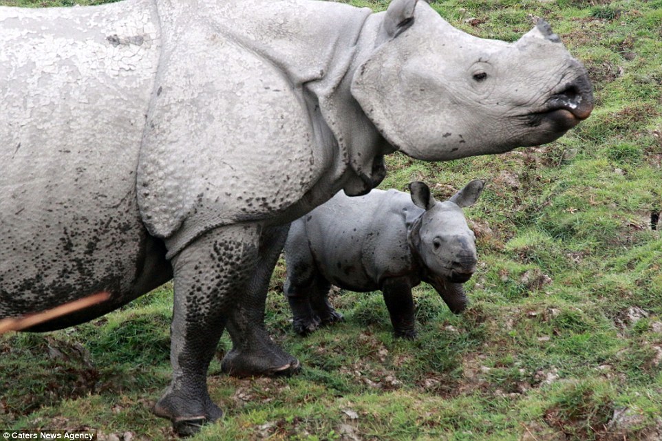 White Wolf : Stuck in the mud! Rhino rescues baby from bog in ultimate ...