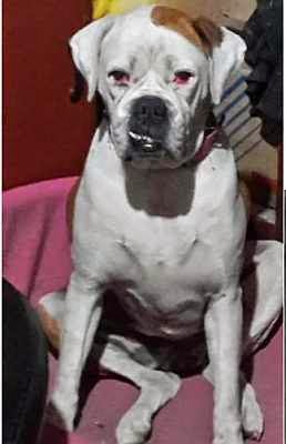 Ayudame a volver a casa: YA ESTA EN SU CASITA!Perrita boxer blanca con ...