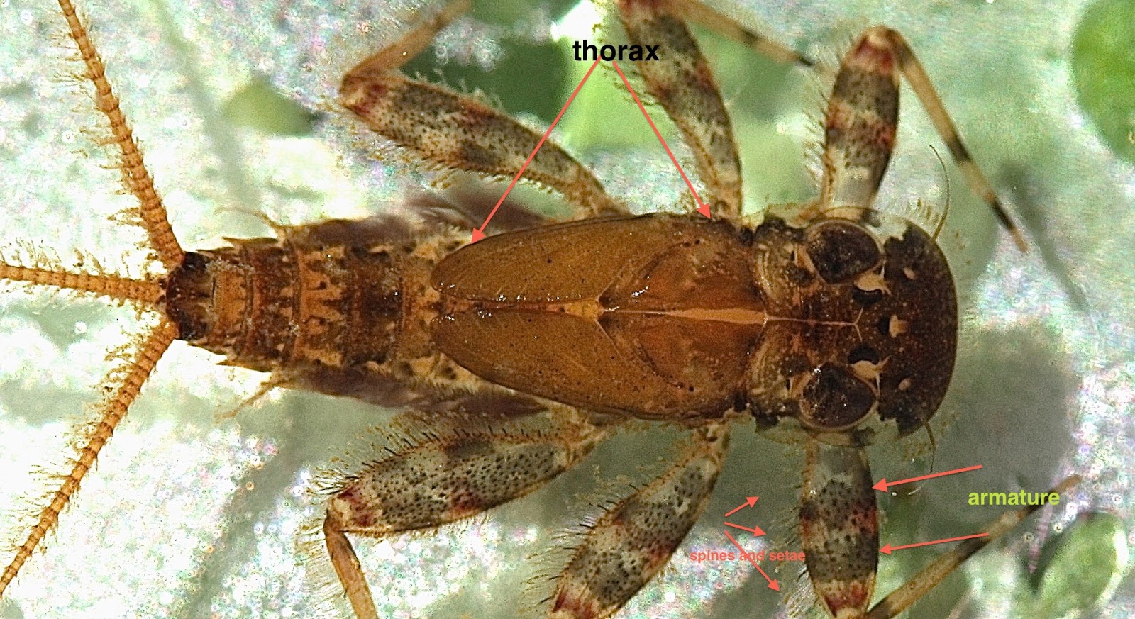 Aquatic Insects of Central Virginia: Maccaffertium ithaca: the flatheaded nymph of the moment