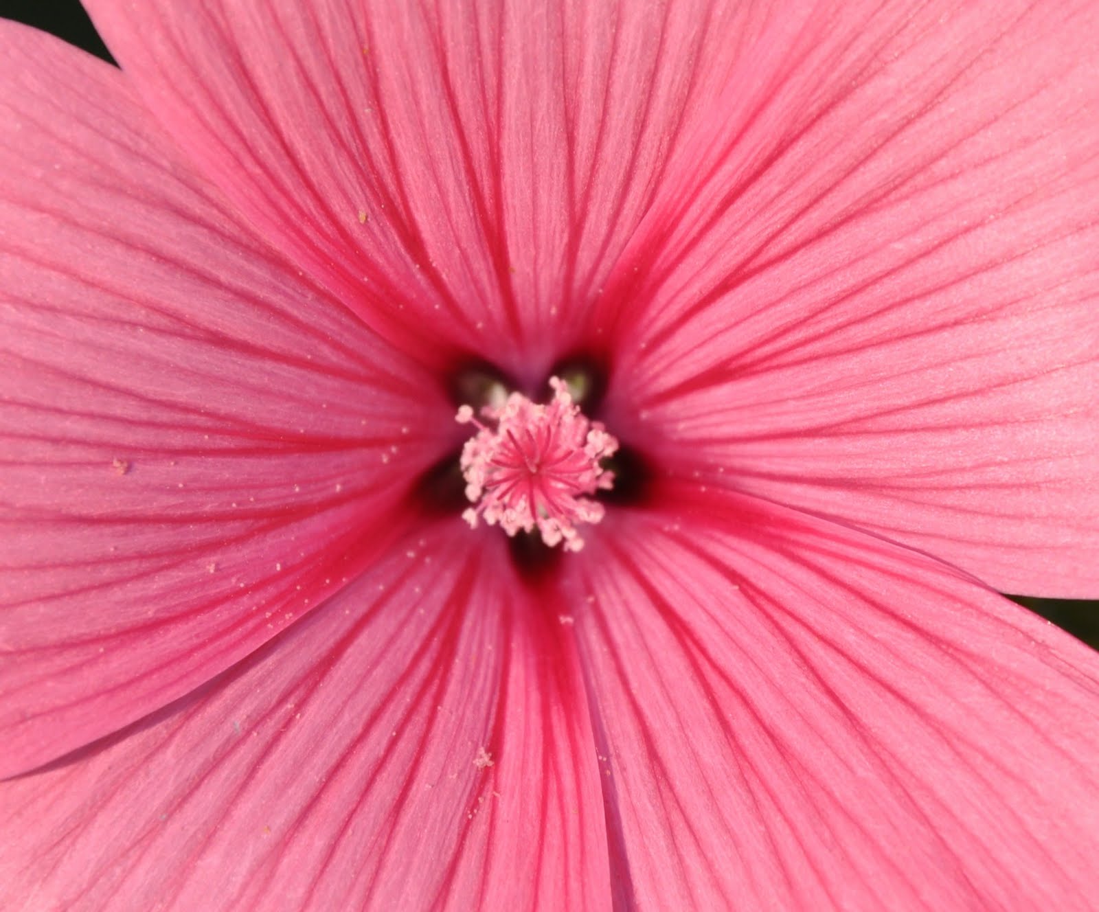 Le Tocard: Photos de fleurs gratuites et libres de droit